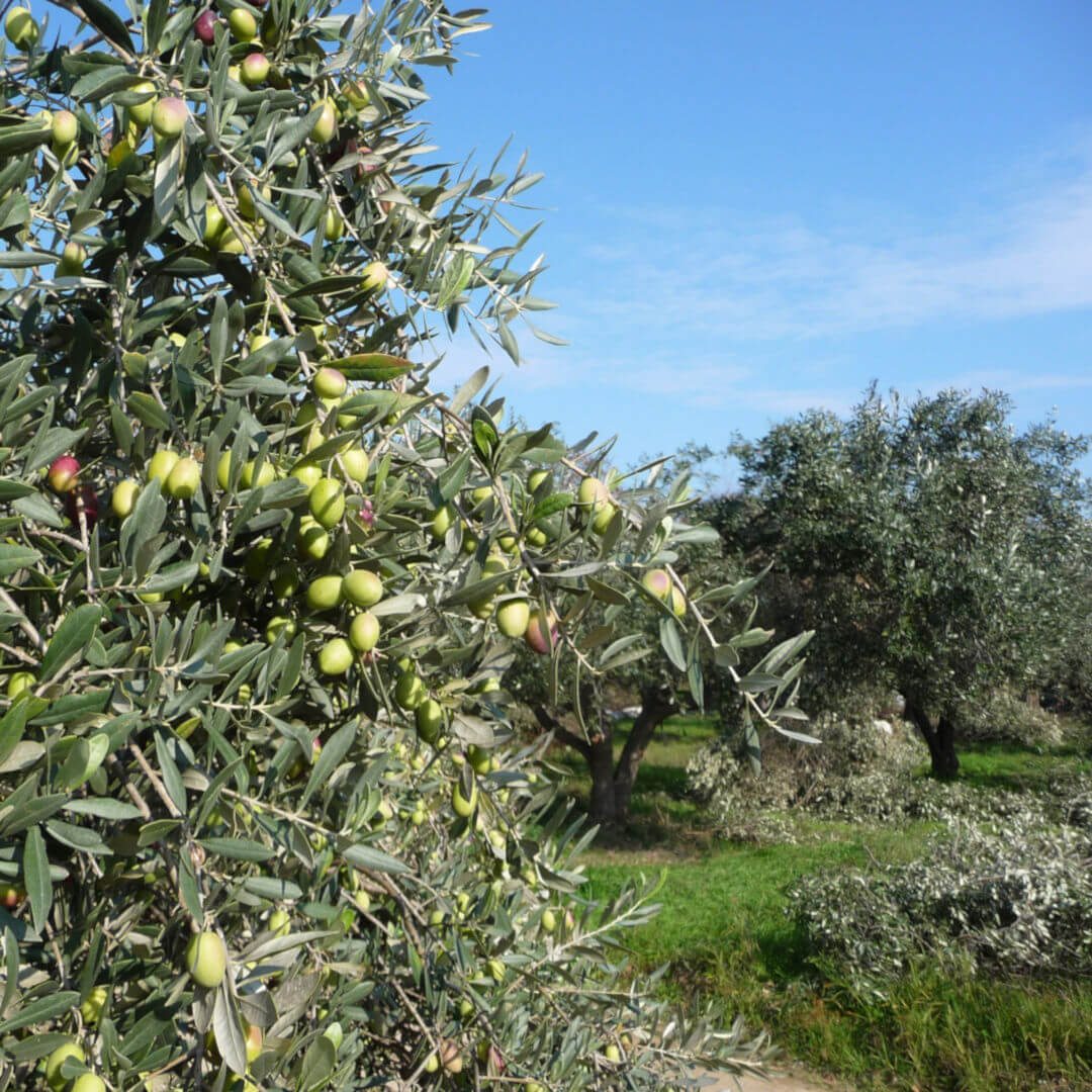 Kalamon-Oliven mit Stein